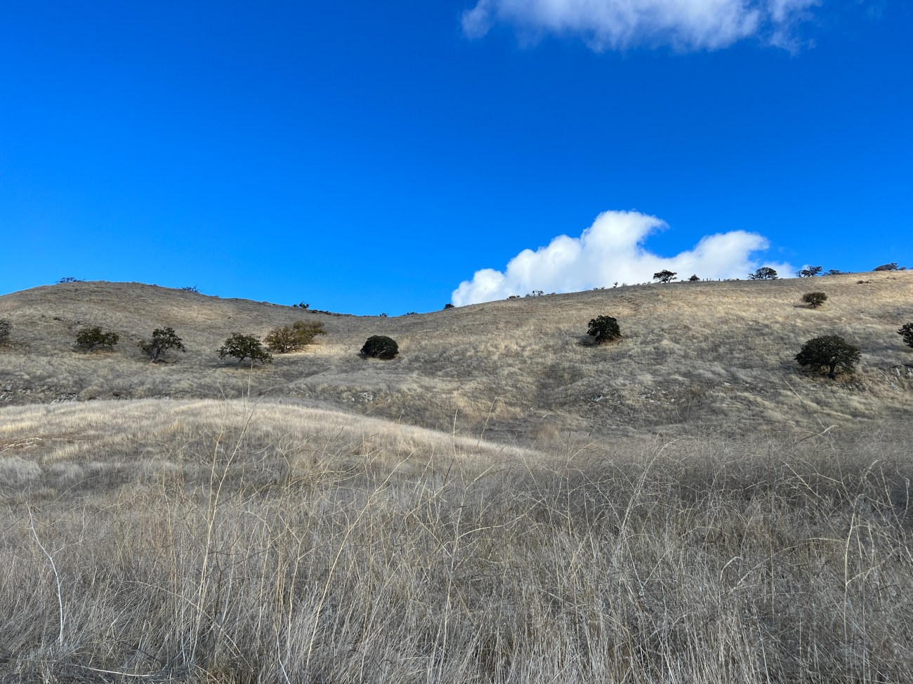 Hike Report: Indian Creek Trail in Shell Ridge Open Space – Bay Area ...