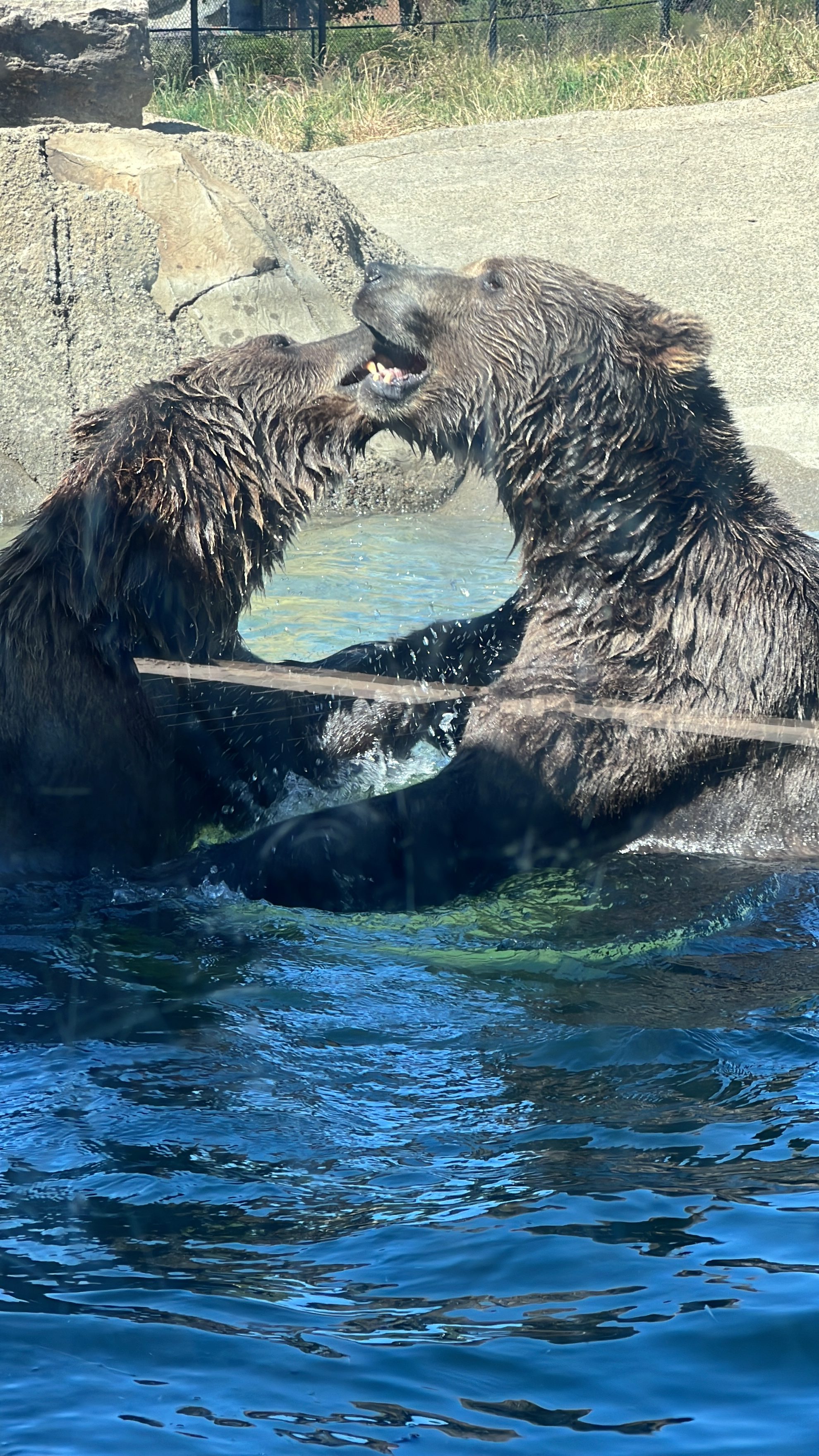 Video: Two Massive Grizzly Bears Play/Fight at the Oakland Zoo – Bay ...