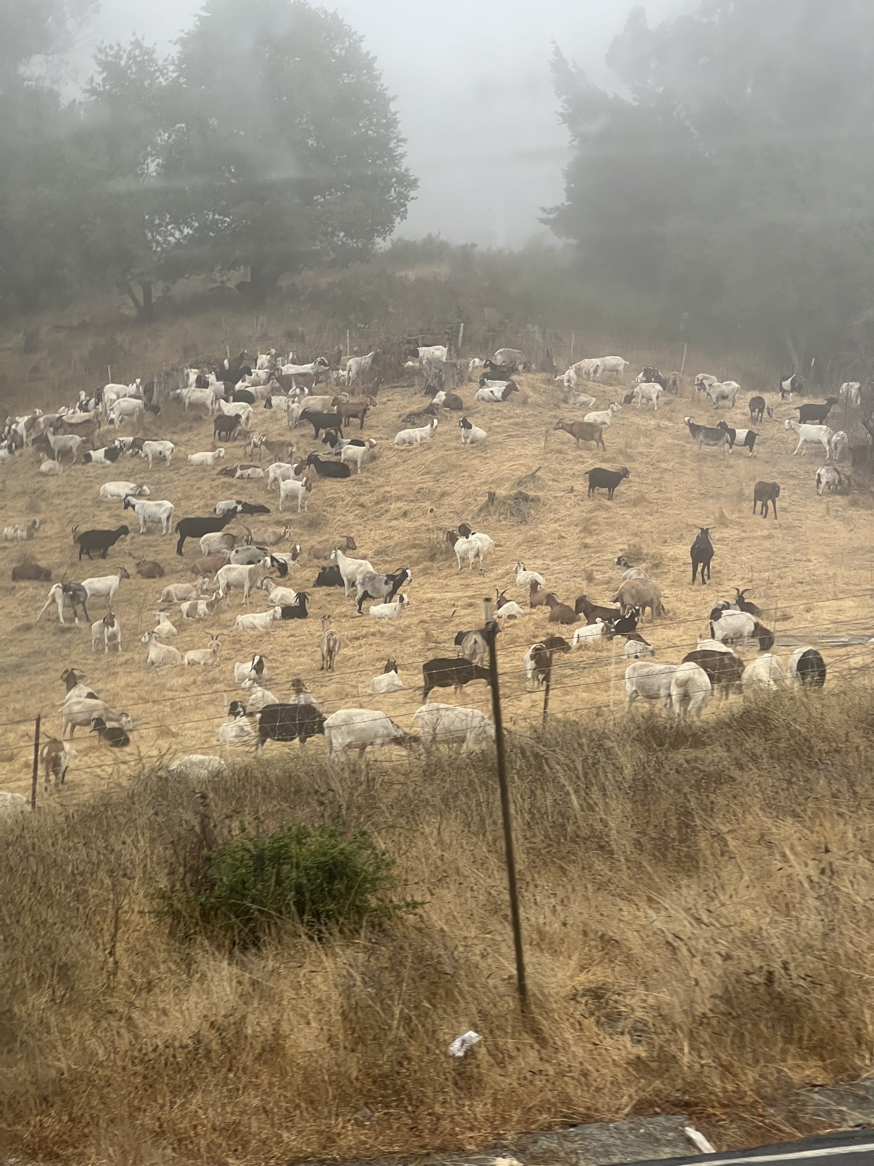 Why Did I Just Turn a Corner and See 600 Goats On That Hill? – Bay Area ...