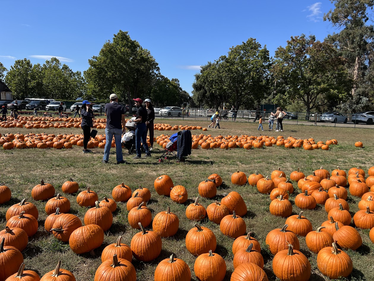 The 6 Absolute Best Pumpkin Patches in the East Bay – Bay Area Telegraph