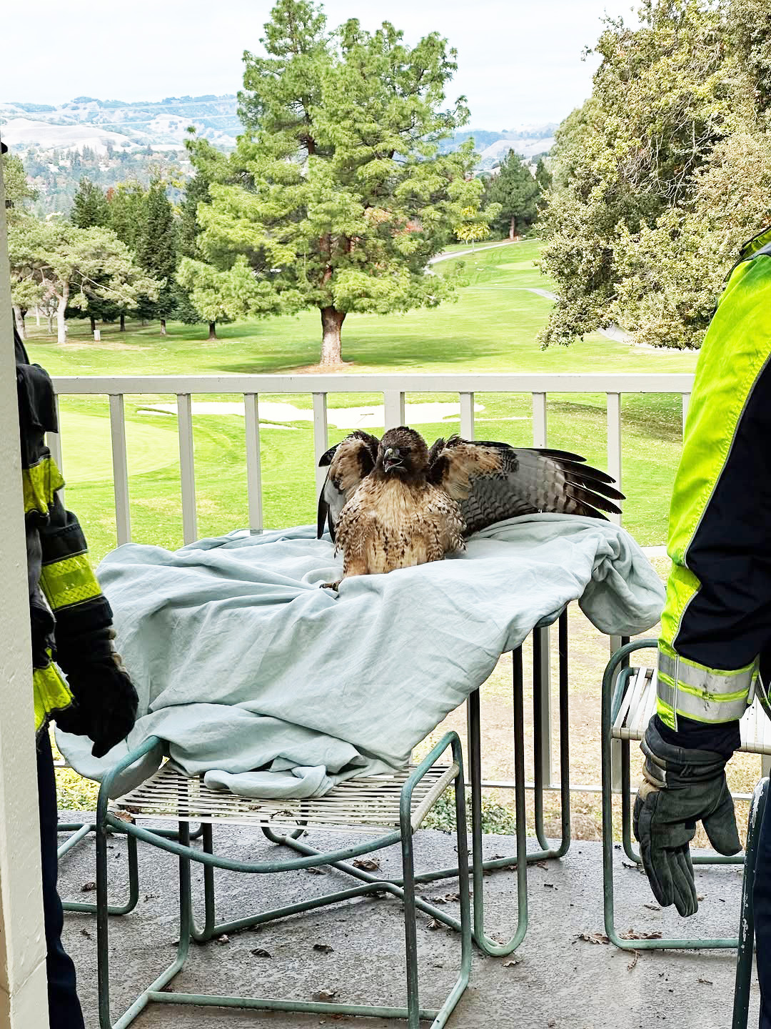 A Giant Hawk Flew In This Rossmoor Resident's Window, And The Photos ...