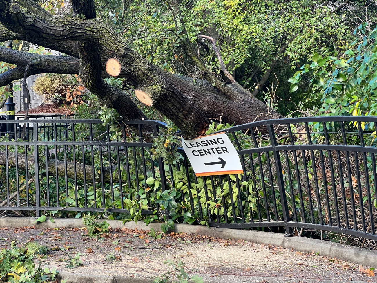 PHOTOS: Massive Oak Tree Falls, Taking Out Fence, Streetlight in ...