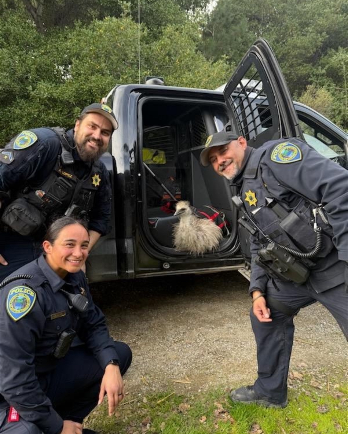 Police Nab Fugitive Emu After "High Stride" Pursuit at Wildcat Canyon ...